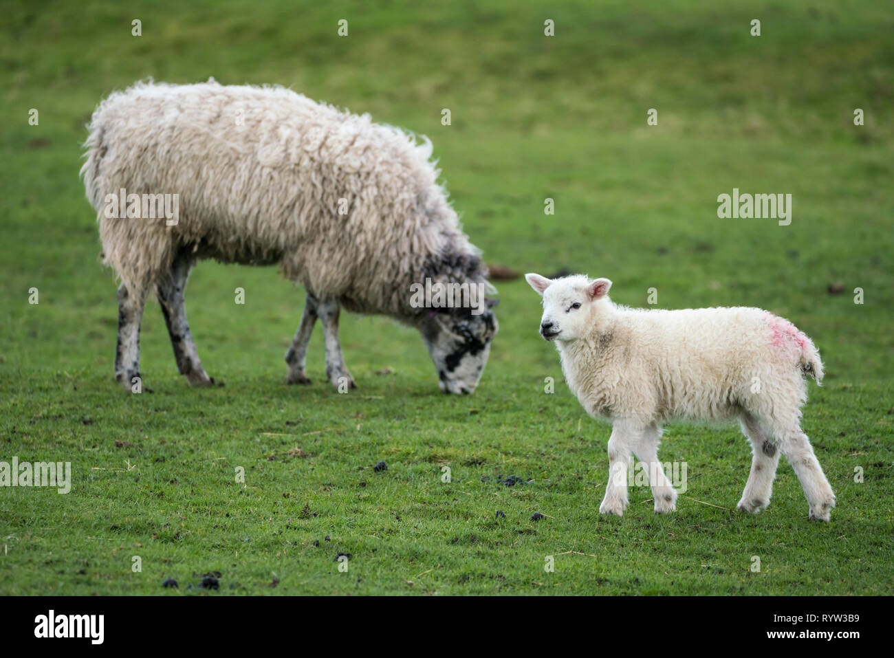 Single lamb walking right to left across a field with black face ewe in ...