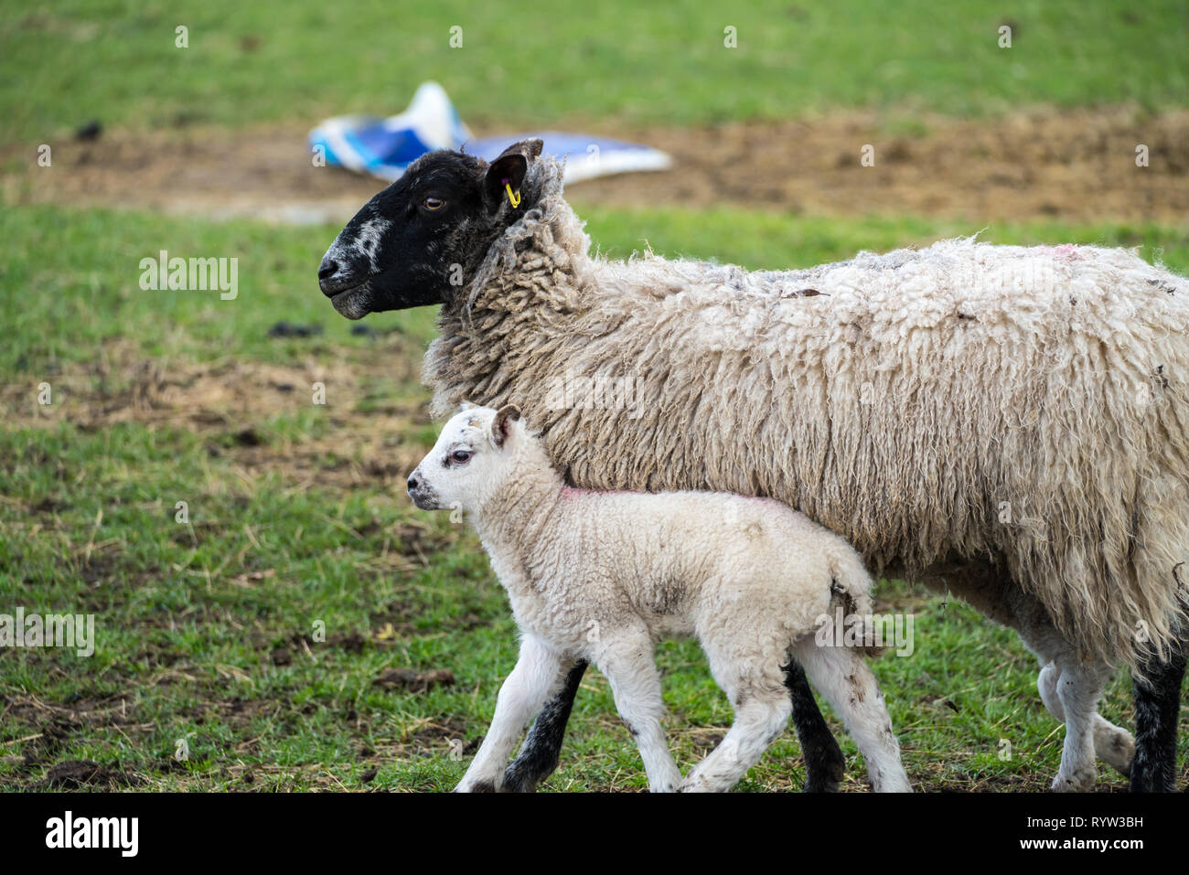Black face sheep and lamb walking forward Stock Photo - Alamy