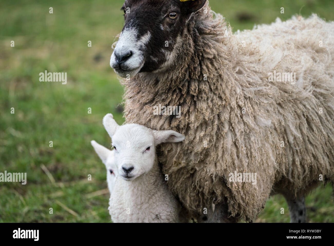 Nestling agriculture hi-res stock photography and images - Alamy
