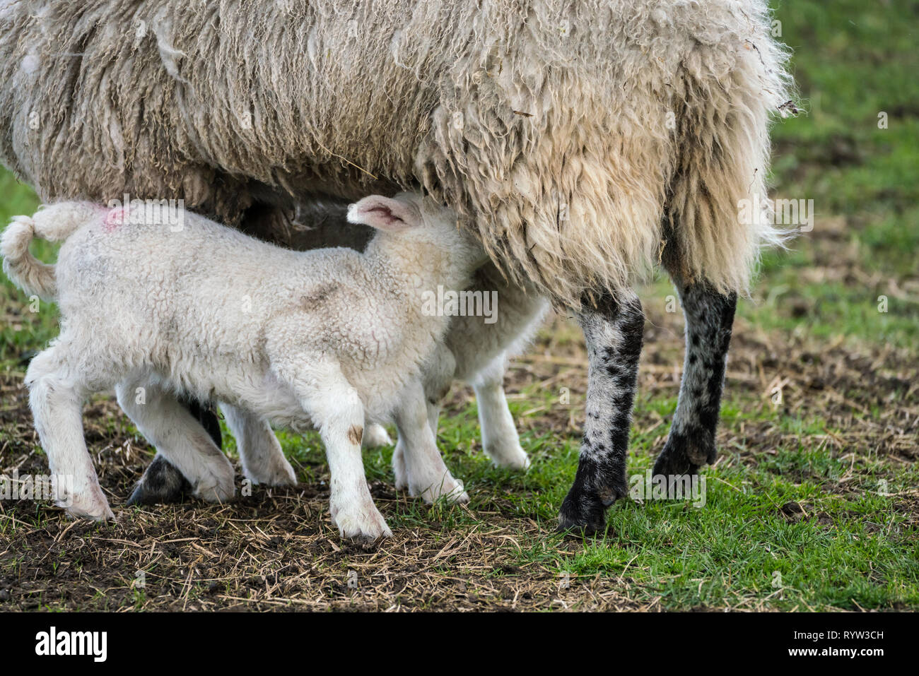 Black face ewe hi-res stock photography and images - Alamy