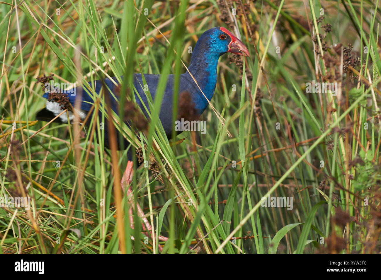 Purple Swamphen (Porphyrio porphyrio). Granada, Spain Stock Photo - Alamy