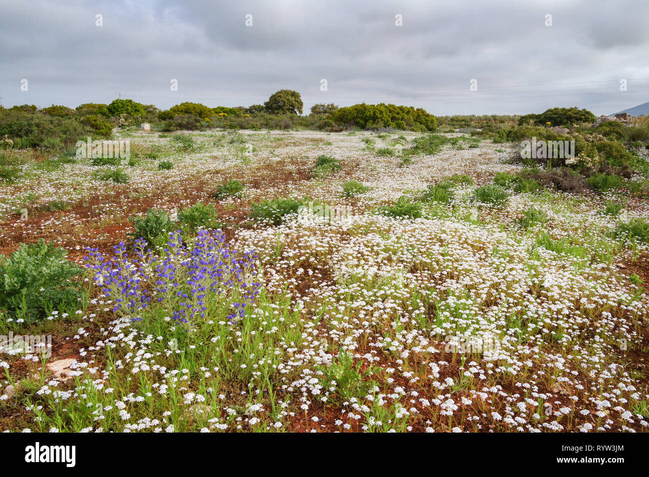 Spain flower hi-res stock photography and images - Alamy