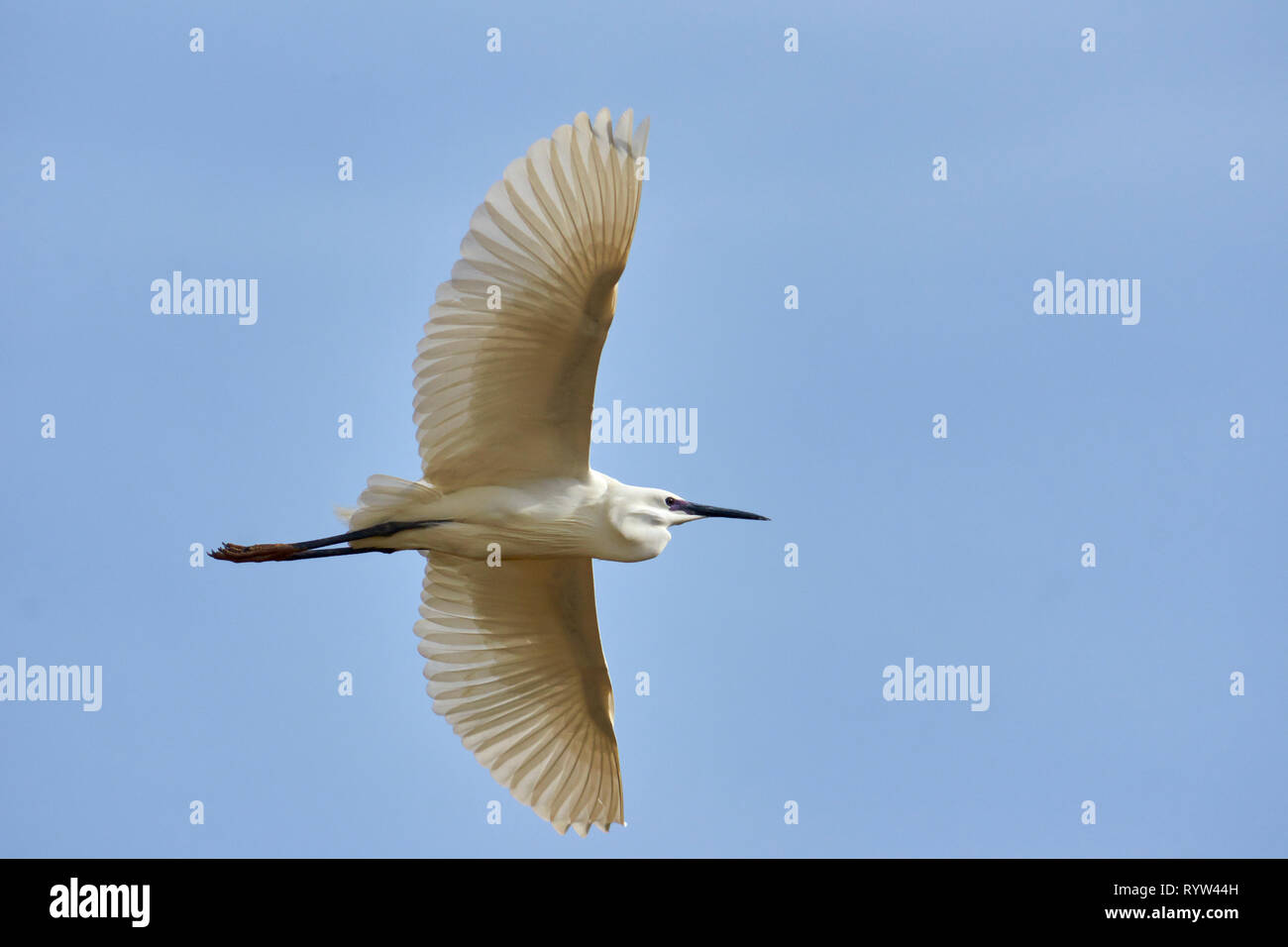 The Egret (Egretta garzetta) is a species of pelecaniform bird of the ...