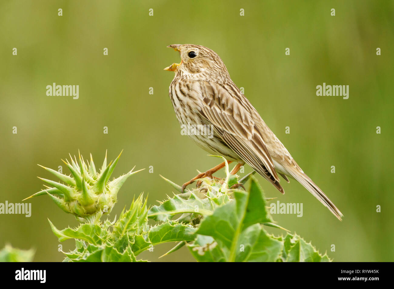 Granivore hi-res stock photography and images - Alamy