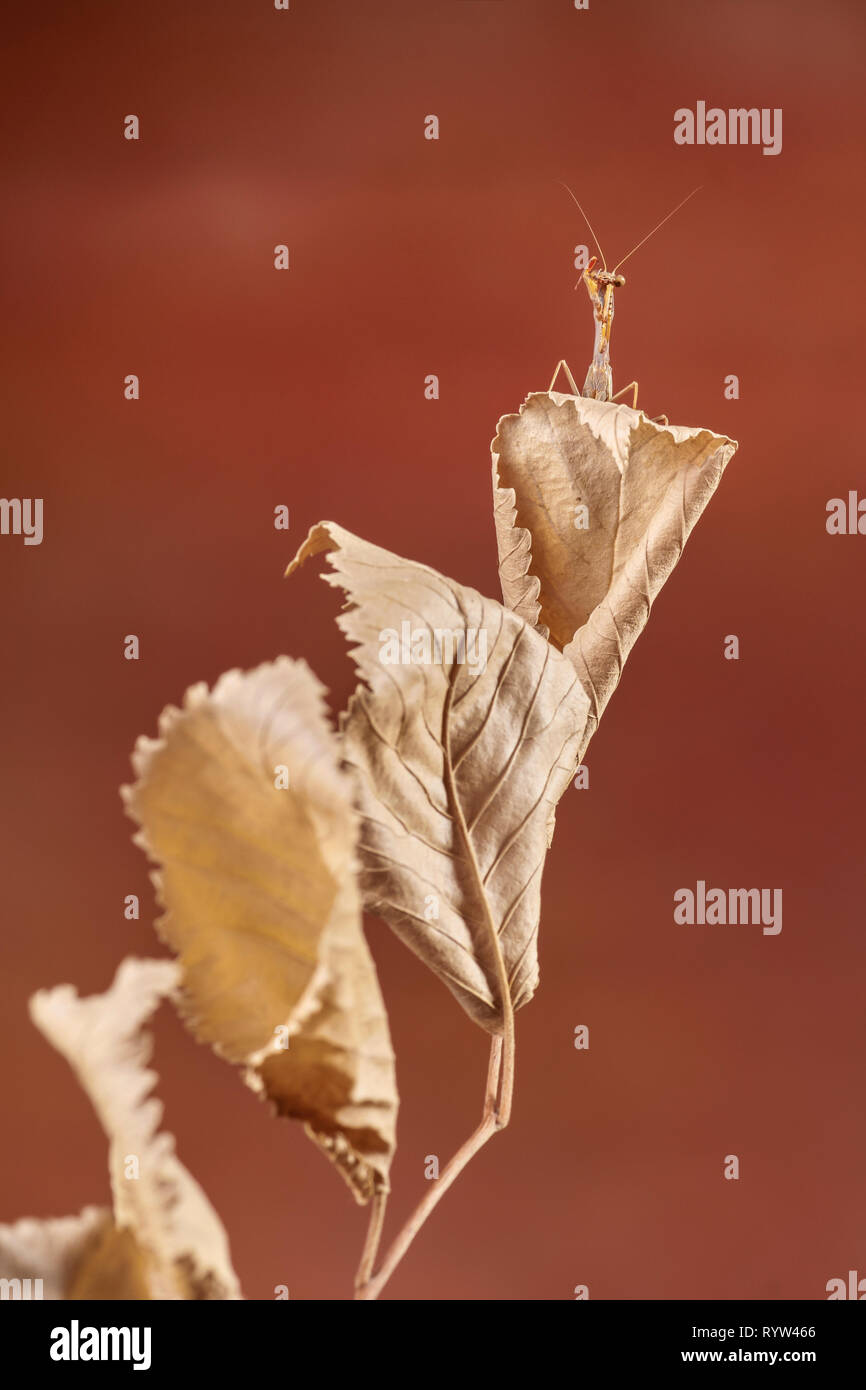 Religious mantis hi-res stock photography and images - Alamy