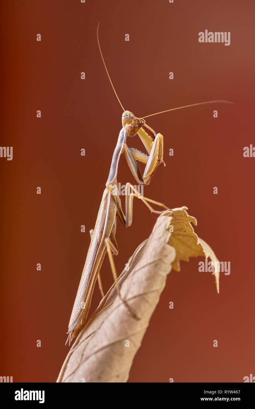 Mantis religious hi-res stock photography and images - Alamy