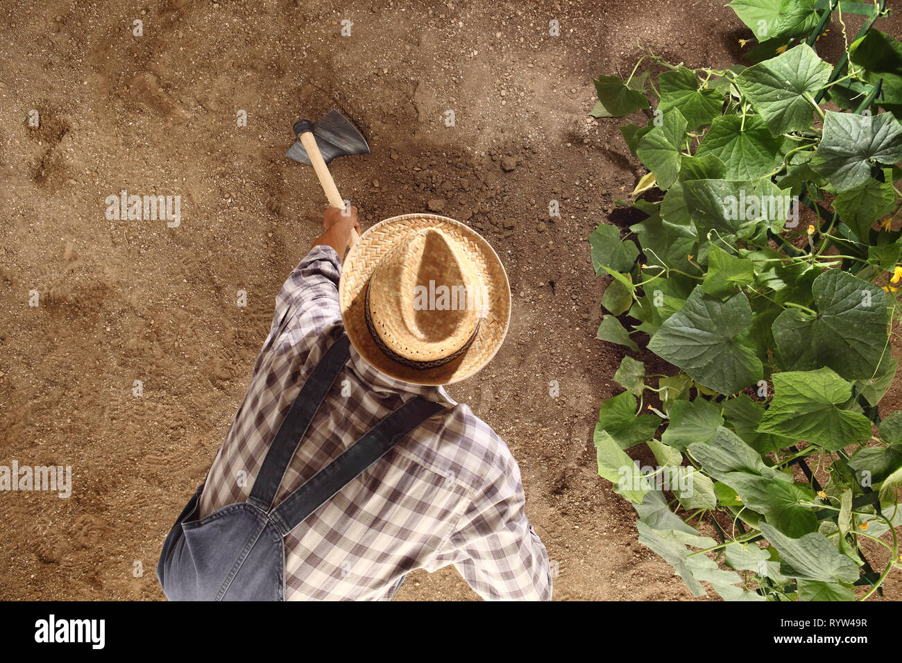 man farmer working with hoe in vegetable garden, hoeing the soil near a ...