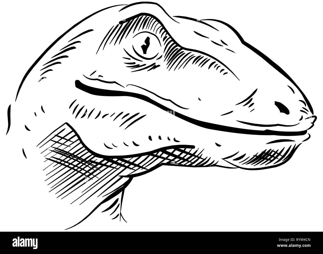 Raptor Head Drawing