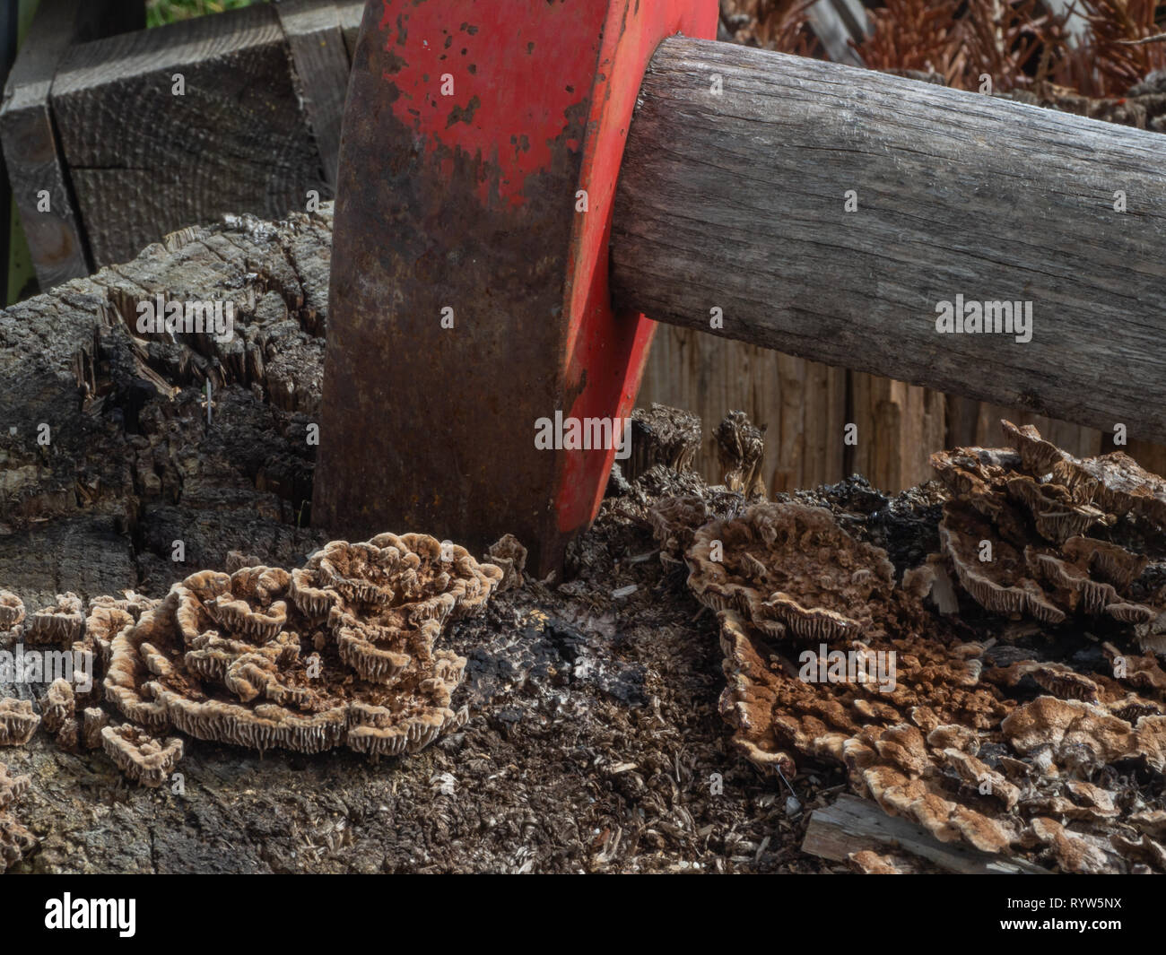 Tree ax hi-res stock photography and images - Alamy