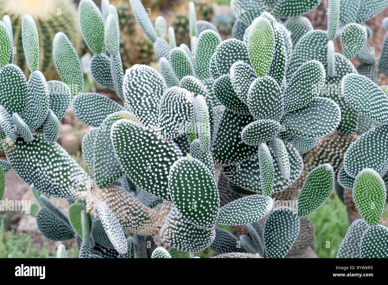 Prickly pear melkoporistaja in a greenhouse on a blurred background of ...