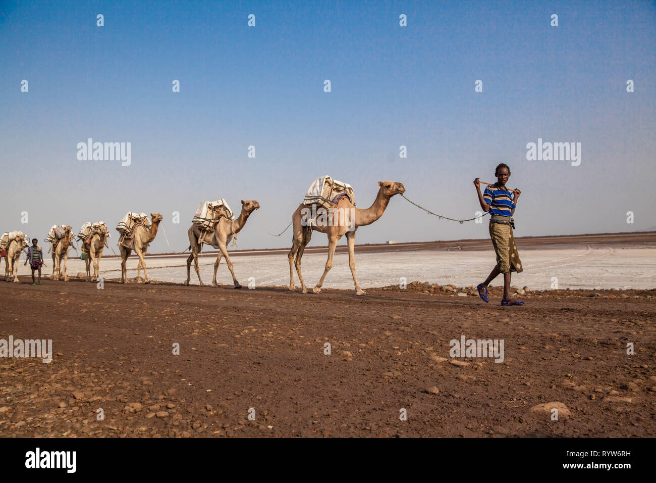 Dromedary caravan carrying salt (halite) slabs over Lake Assale ...