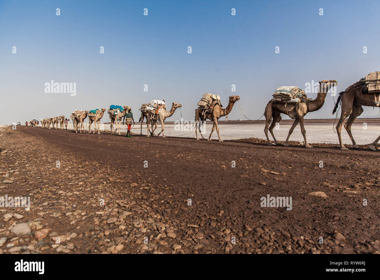 Dromedary caravan carrying salt (halite) slabs over Lake Assale ...