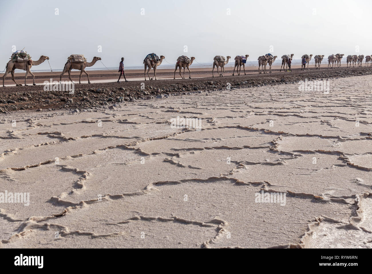 Dromedary caravan carrying salt (halite) slabs over Lake Assale ...