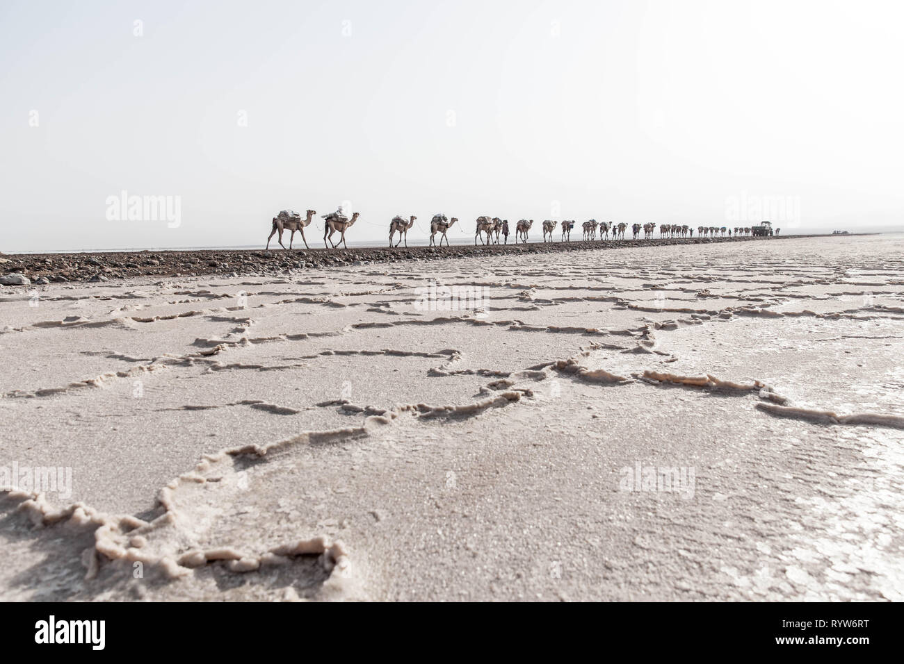 Dromedary caravan carrying salt (halite) slabs over Lake Assale ...