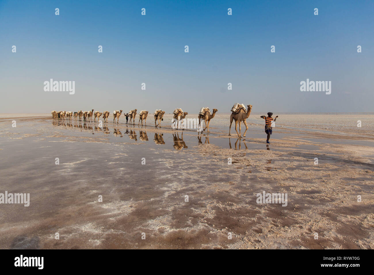 Dromedary caravan carrying salt (halite) slabs over Lake Assale ...
