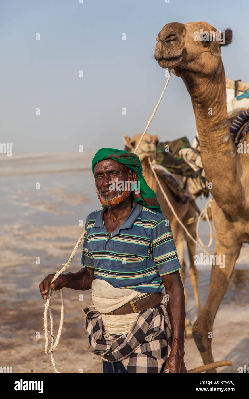 Dromedary caravan carrying salt (halite) slabs over Lake Assale ...