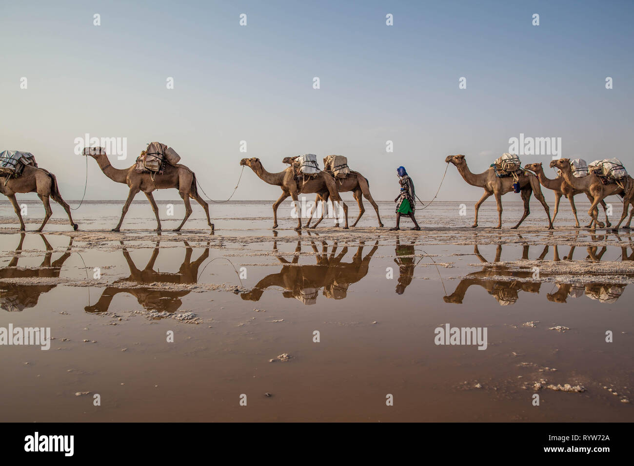 Dromedary caravan carrying salt (halite) slabs over Lake Assale ...