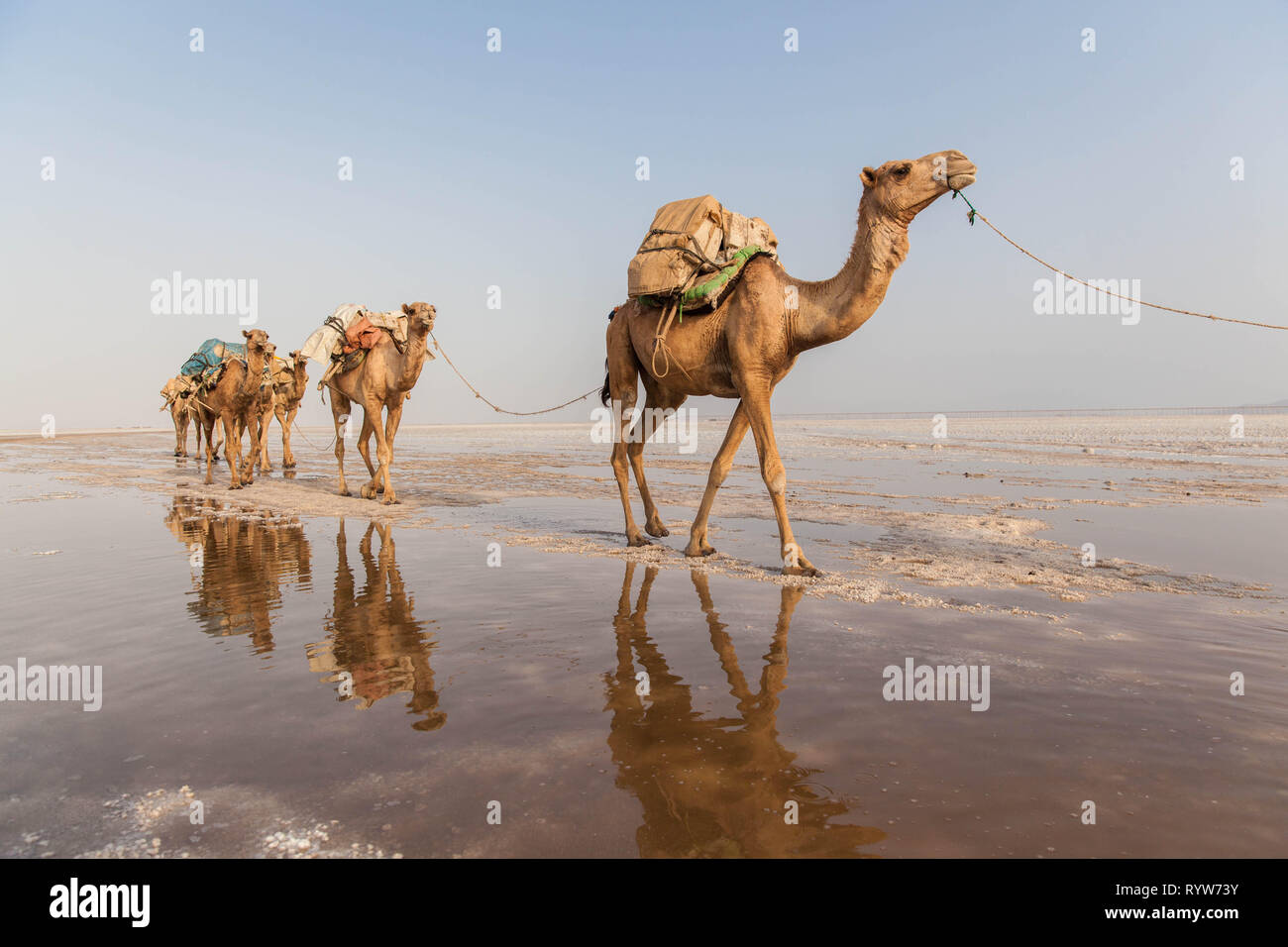 Dromedary caravan carrying salt (halite) slabs over Lake Assale ...