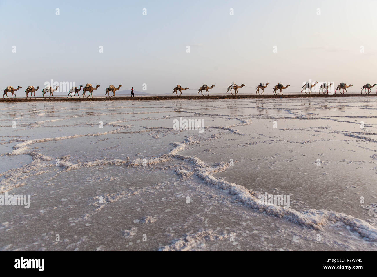 Dromedary caravan carrying salt (halite) slabs over Lake Assale ...