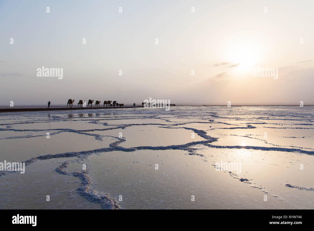 Dromedary caravan carrying salt (halite) slabs over Lake Assale ...