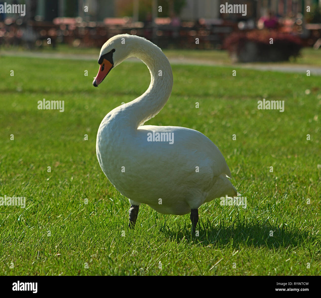White swan standing on grass field, closeup Stock Photo - Alamy