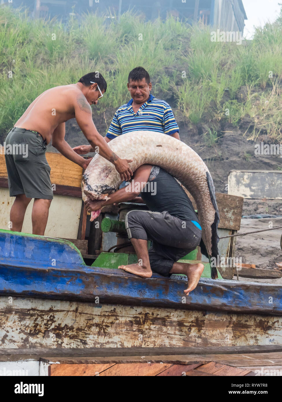 Pirarucú hi-res stock photography and images - Alamy