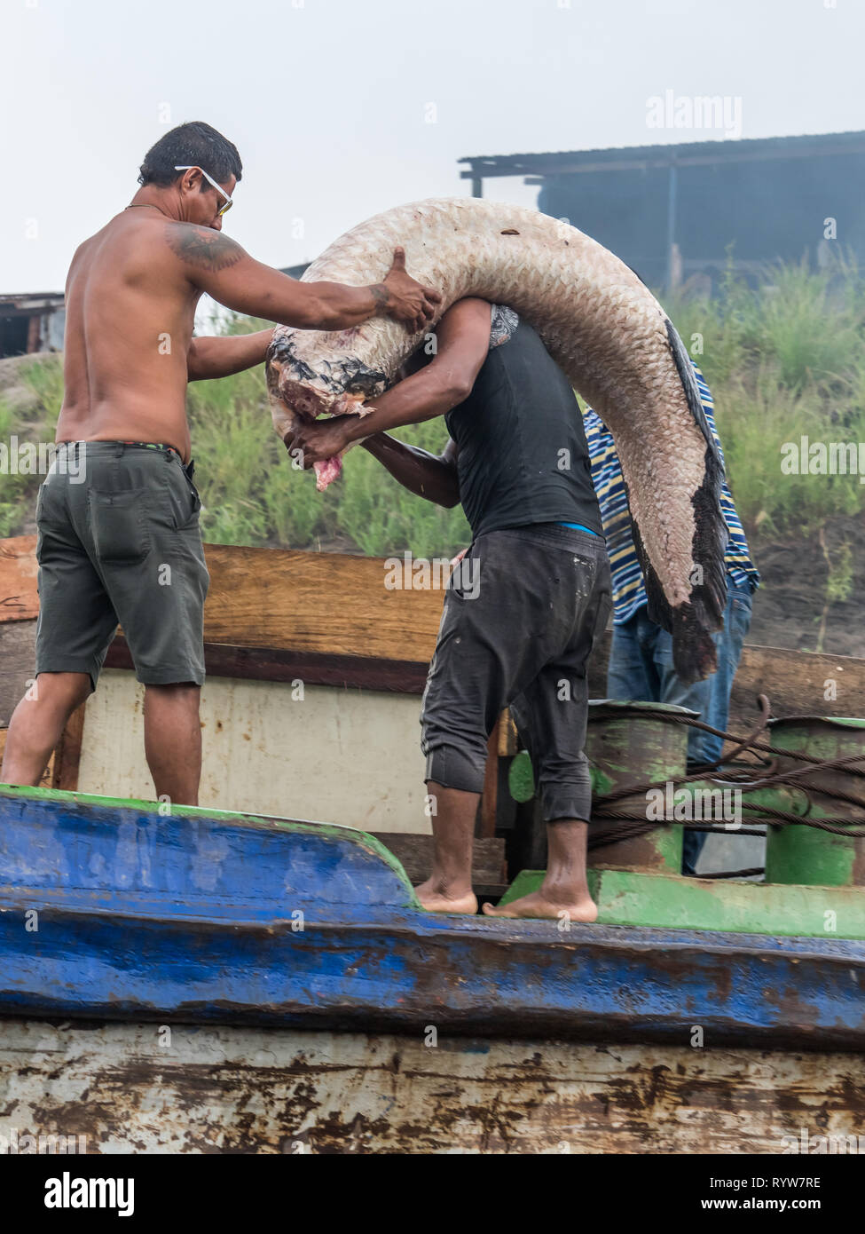 Pirarucu fish hi-res stock photography and images - Alamy