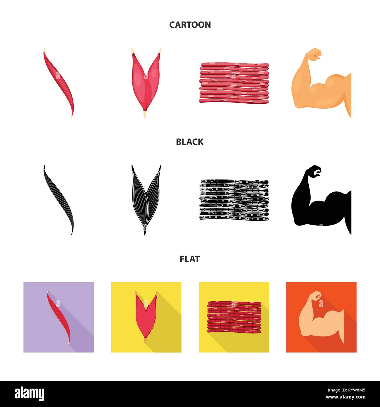 Vector design of fiber and muscular sign. Collection of fiber and body ...
