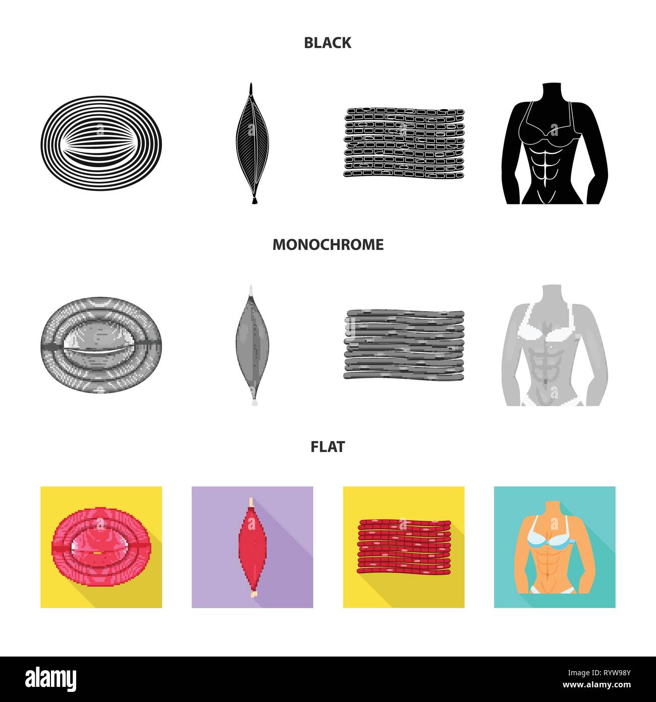 Vector illustration of fiber and muscular symbol. Collection of fiber ...
