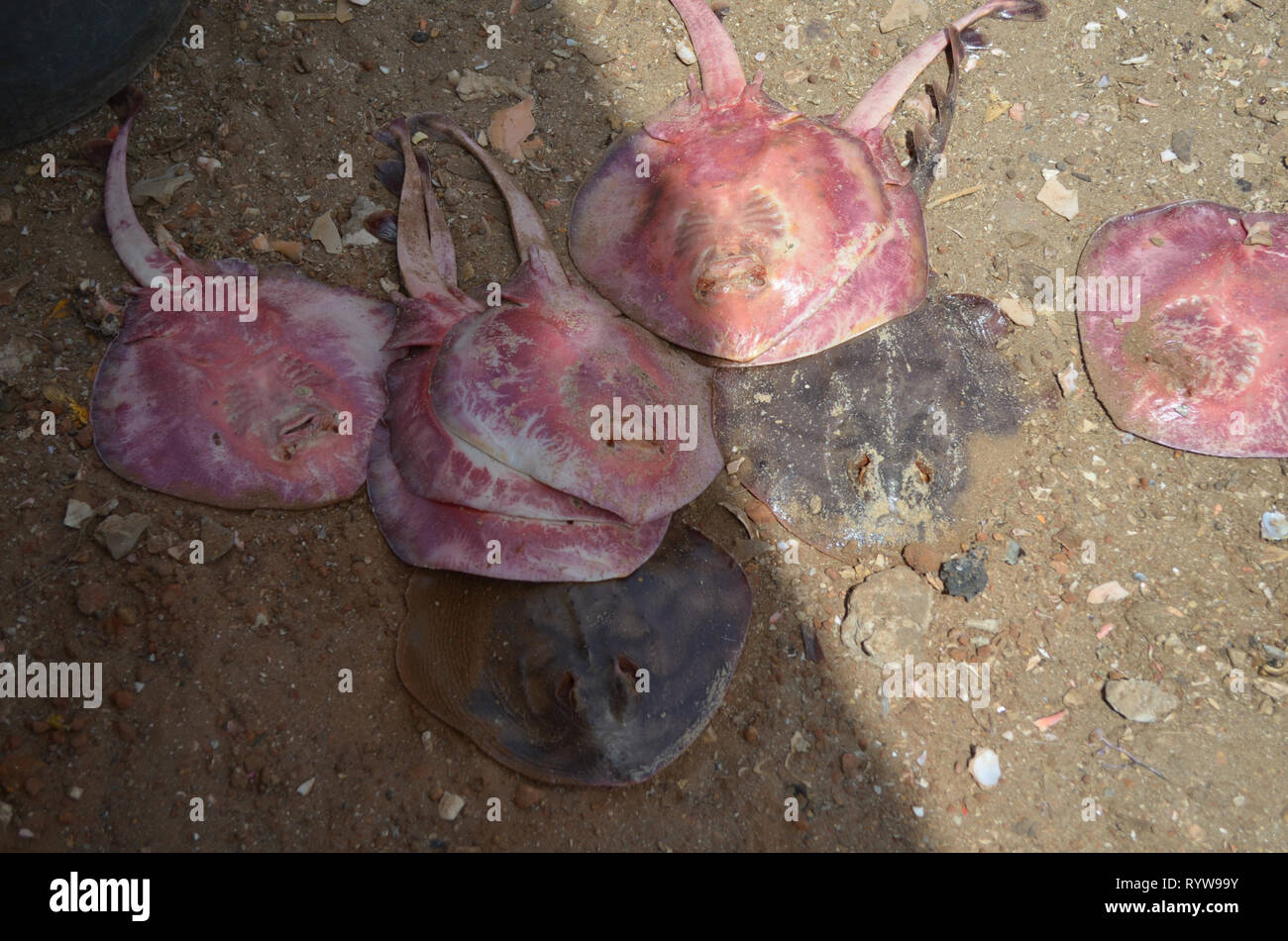 Skate (Rajidae) catch in Senegal’s artisanal fisheries Stock Photo - Alamy
