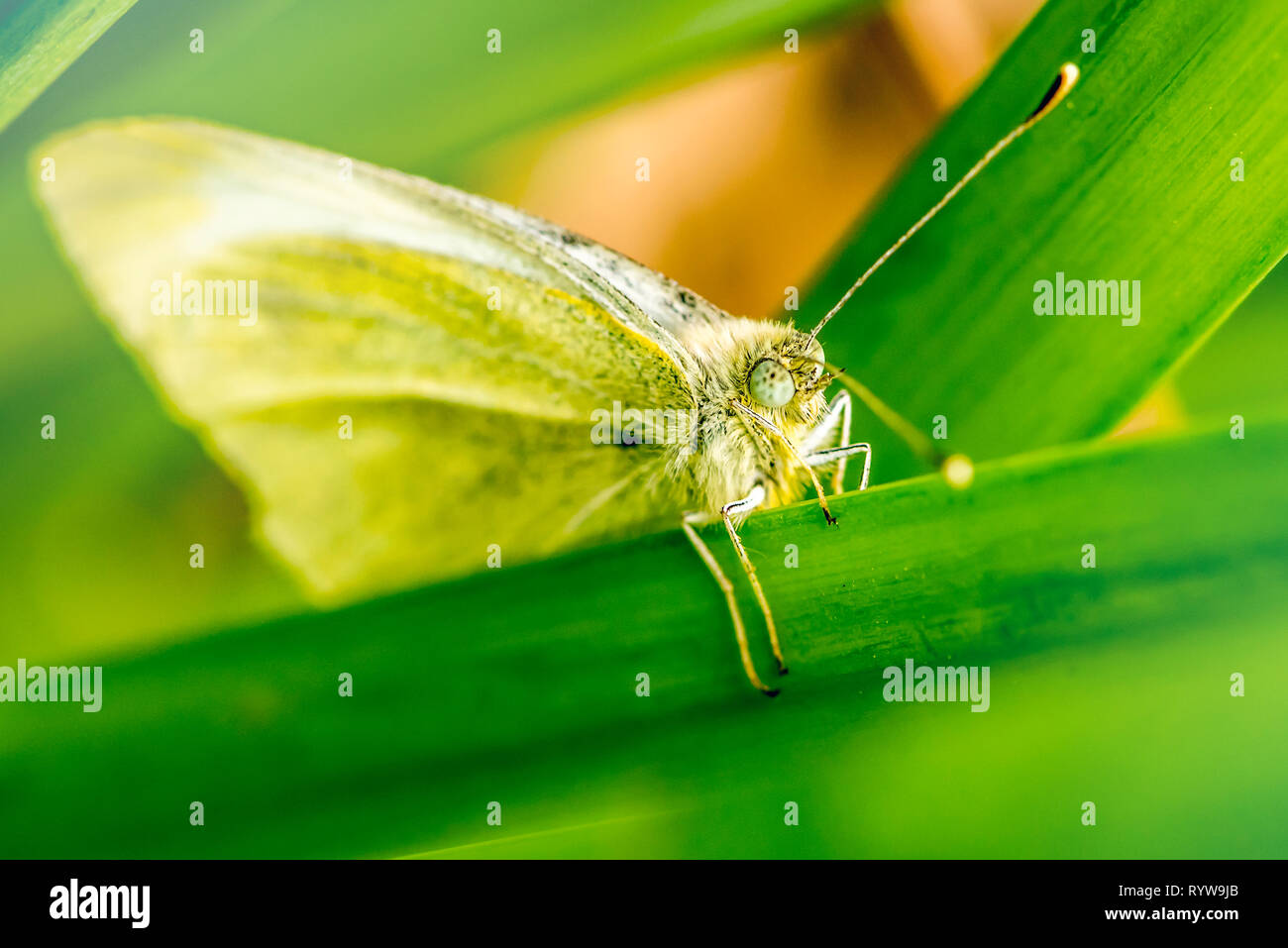 Moth leaf animal antenna hi-res stock photography and images - Alamy