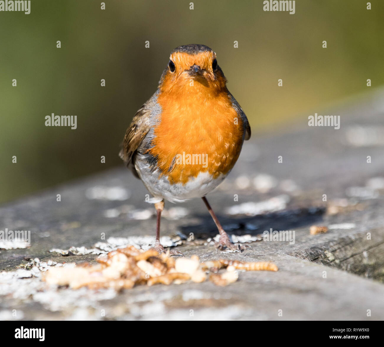 Robin redbreast flying uk hi-res stock photography and images - Alamy