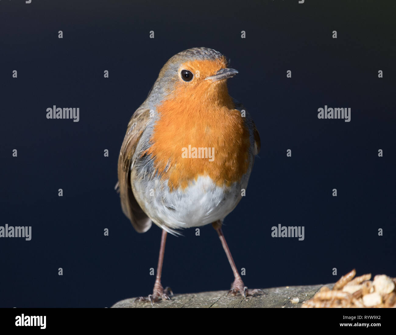 Robin redbreast flying uk hi-res stock photography and images - Alamy