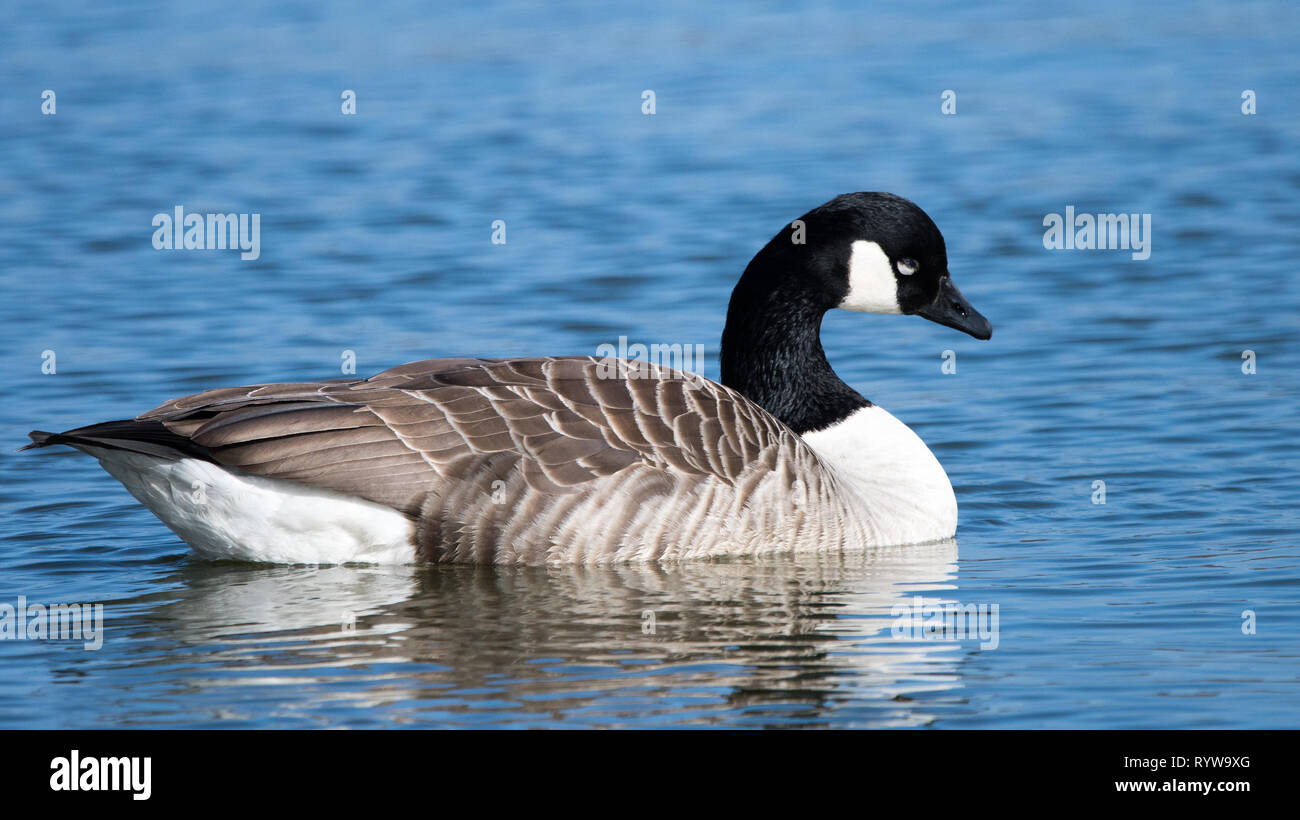 Large goose species hi-res stock photography and images - Alamy
