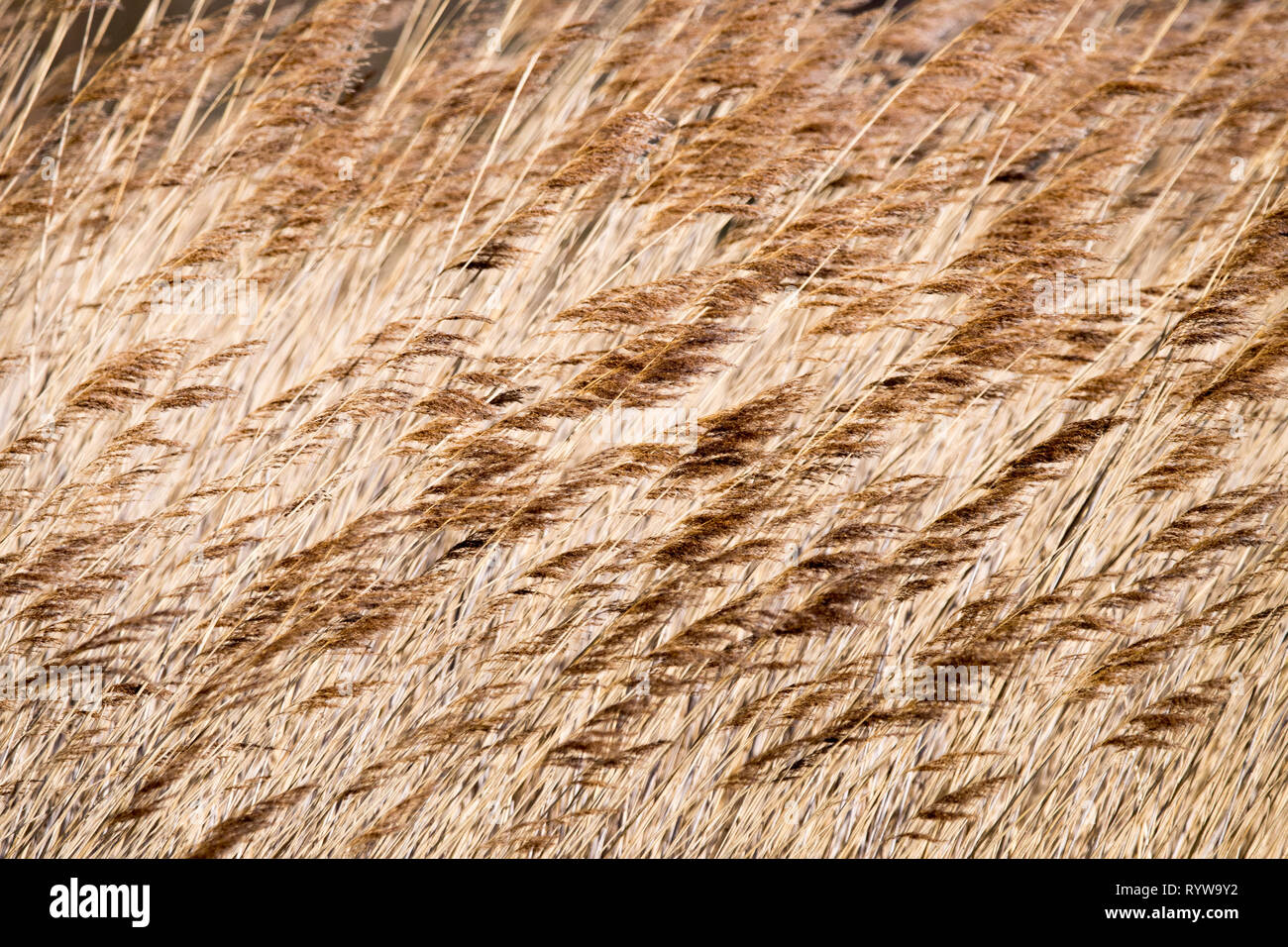 Long reed hi-res stock photography and images - Alamy