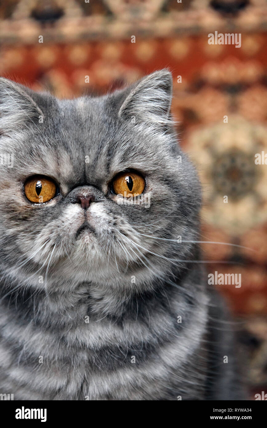 Gatto exotic hi-res stock photography and images - Alamy