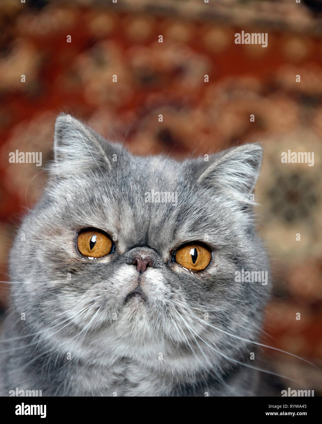 Portrait of an Exotic cat Stock Photo - Alamy