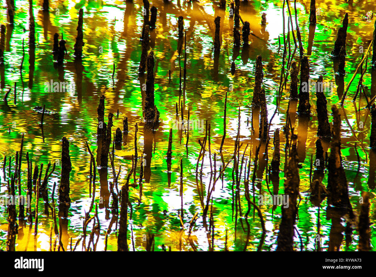 Mangrove in colors Stock Photo - Alamy