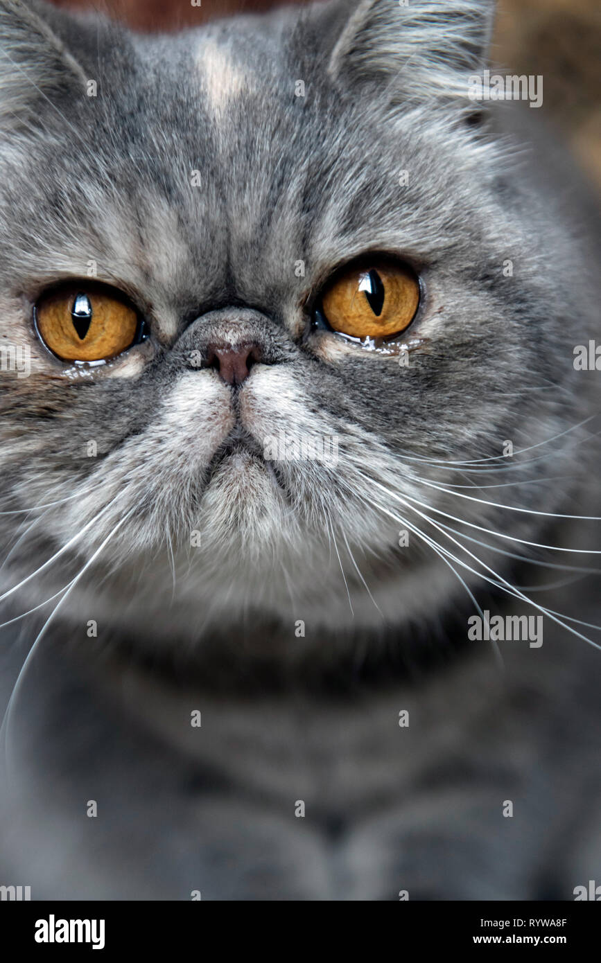 Gatto exotic hi-res stock photography and images - Alamy