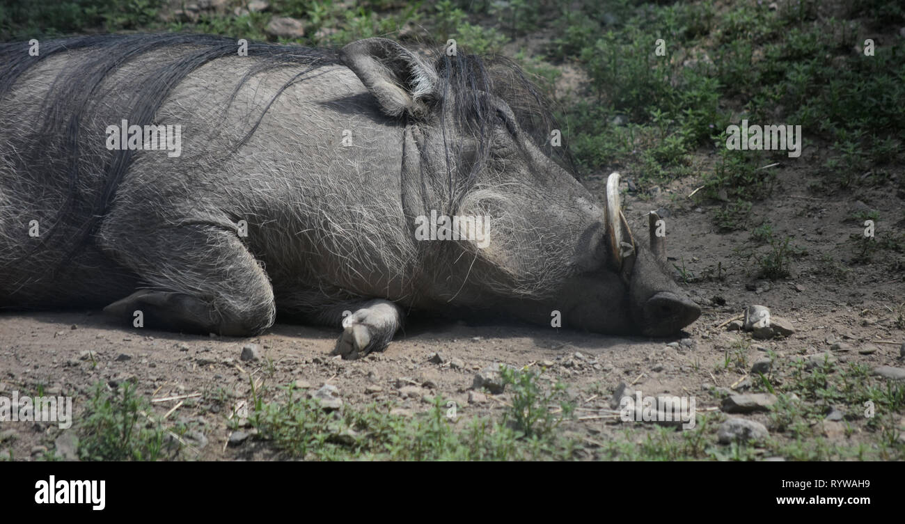 Sleeping warthog with long hair and curved tusks Stock Photo - Alamy