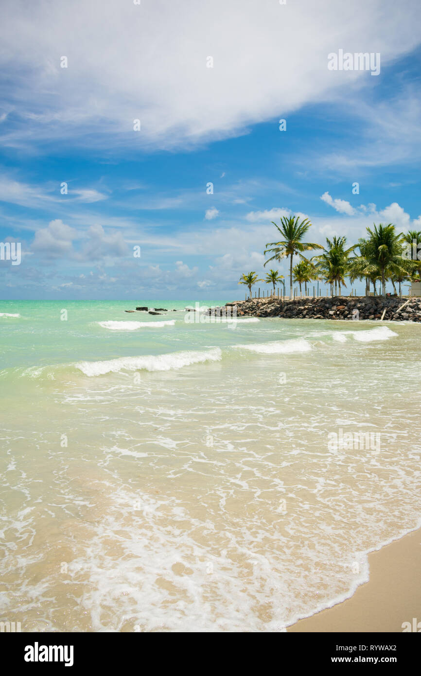Coconut trees by the shore at Praia do Sossego (Sossego beach) on ...