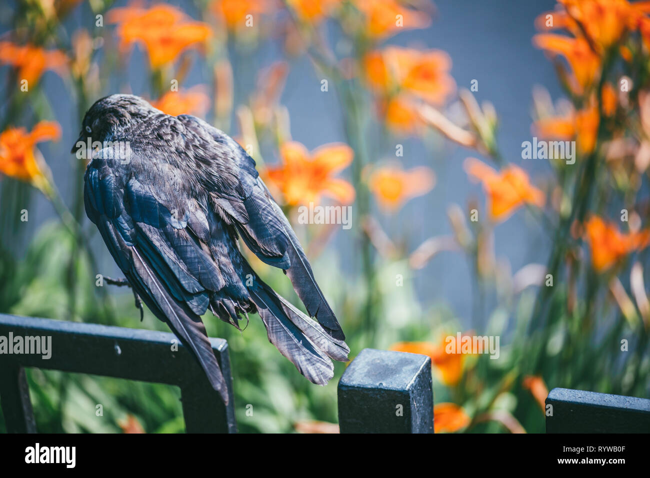 Raven fence hi-res stock photography and images - Alamy