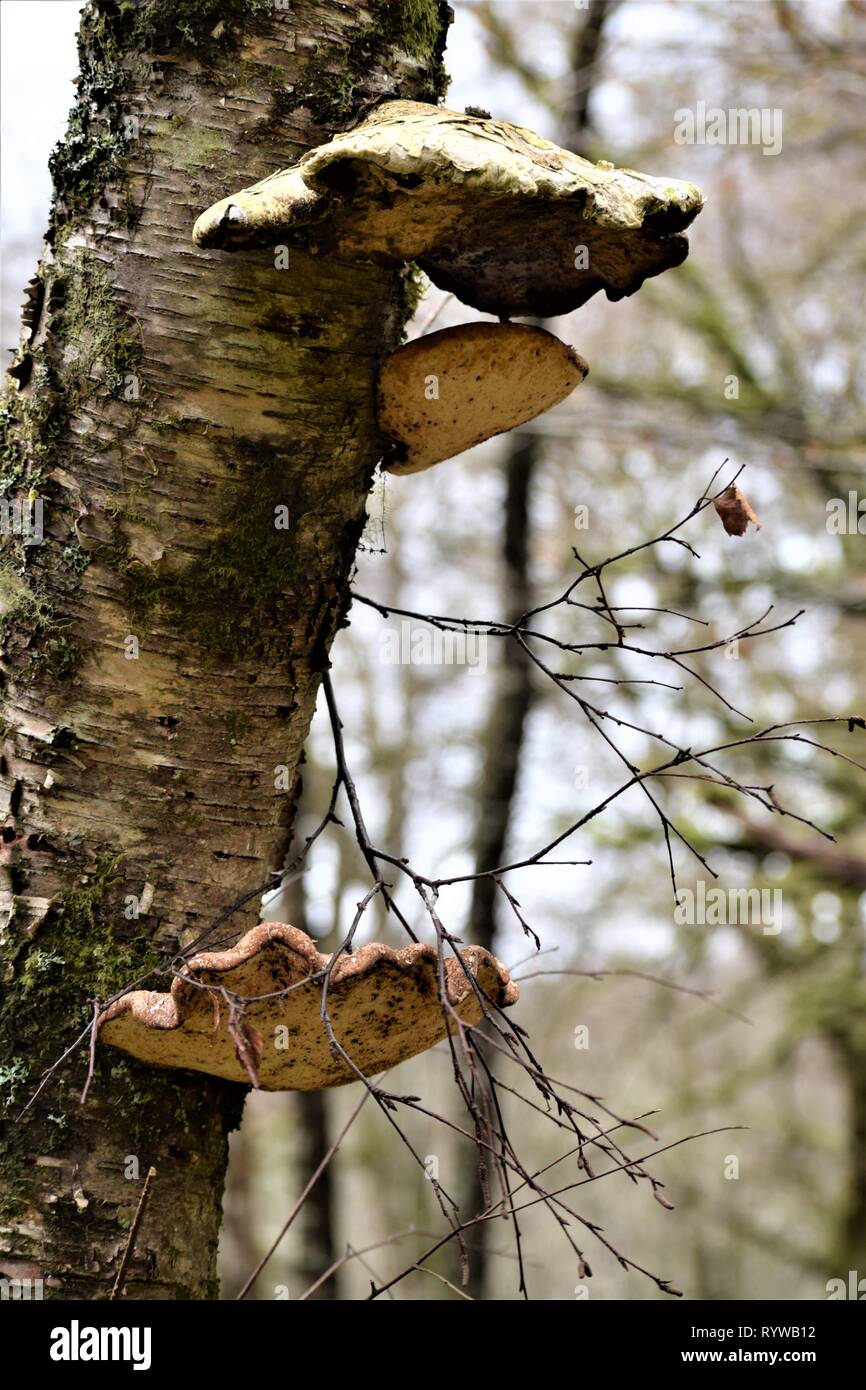 Fungal tree growth hi-res stock photography and images - Alamy