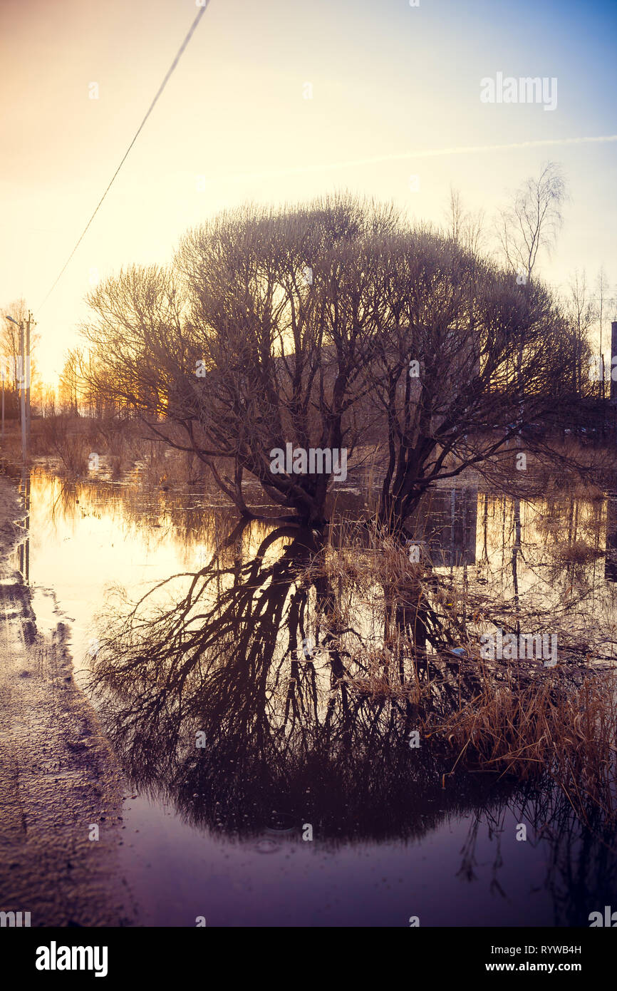 A tree is reflected in a puddle. Spring paintings. Puddles and mud ...