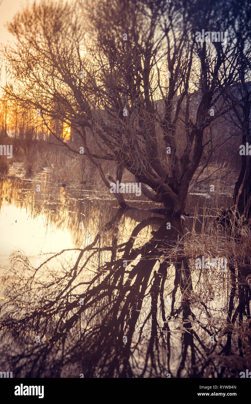 A tree is reflected in a puddle. Spring paintings. Puddles and mud ...