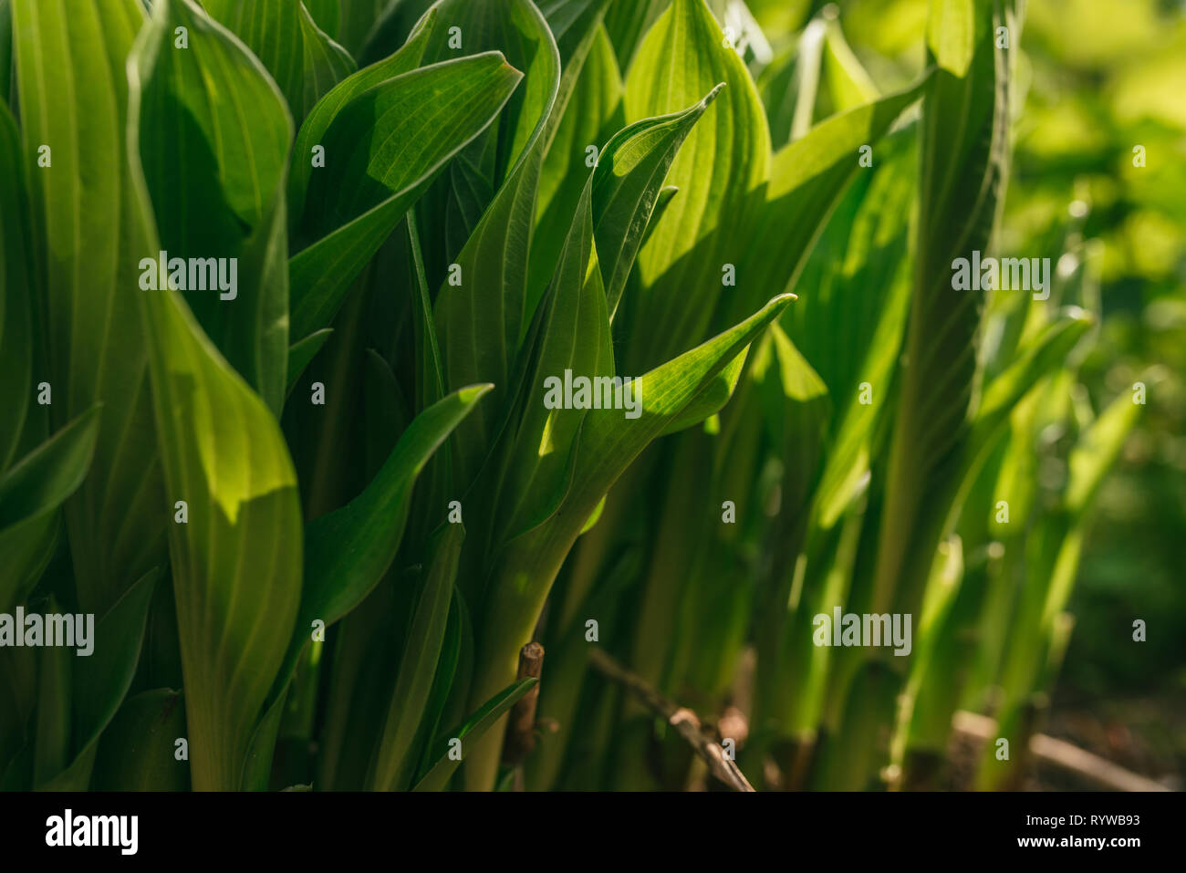 an armful of lily of the valley bush without flowers, illuminated by ...