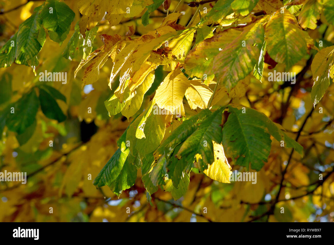 Conker tree leaves hi-res stock photography and images - Alamy