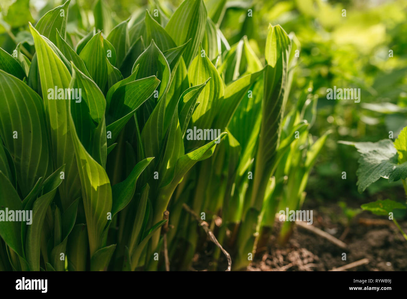 an armful of lily of the valley bush without flowers, illuminated by ...