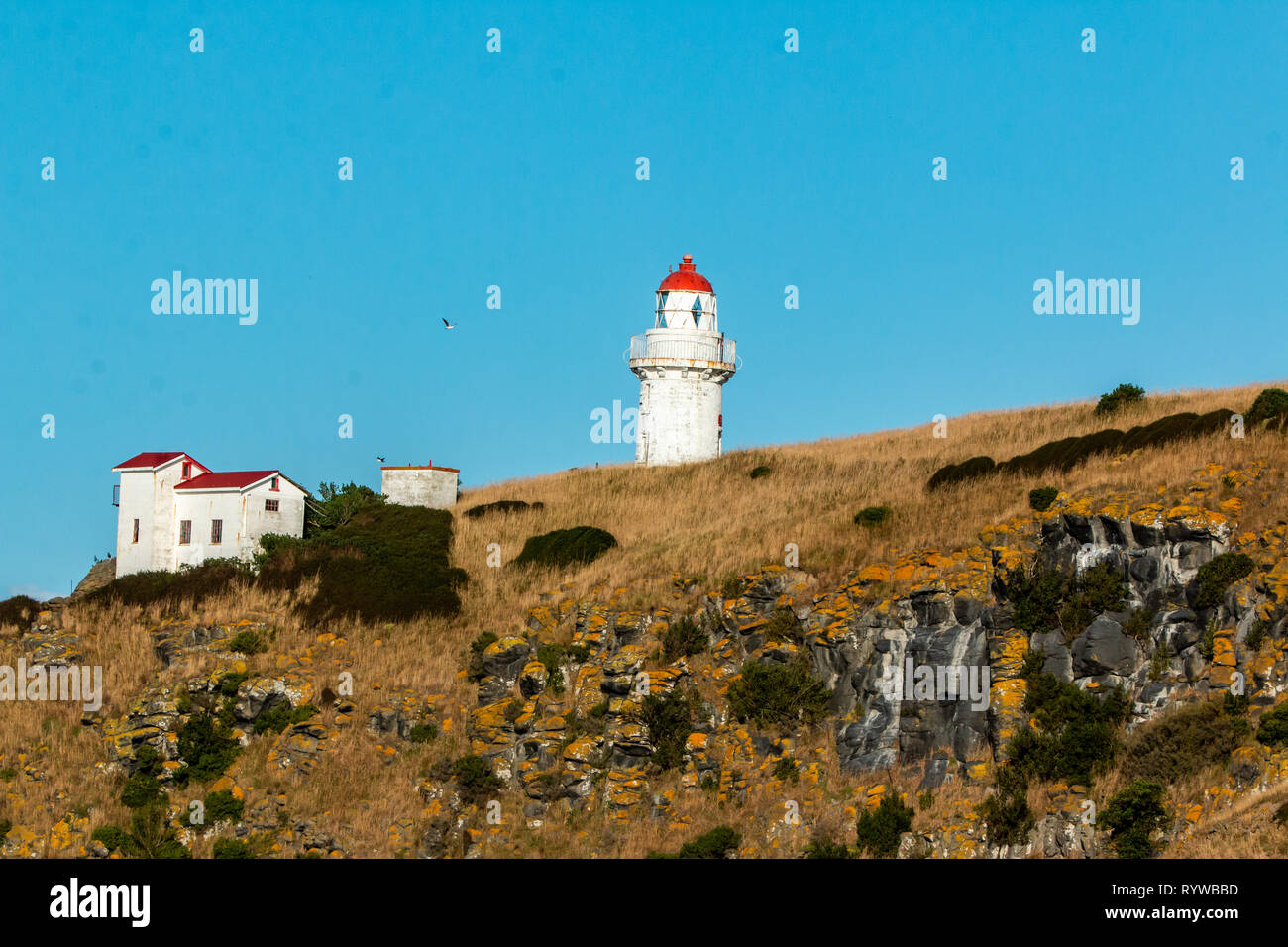 Taiaroa Head Lighthouse in Dunedin New Zealand Stock Photo - Alamy
