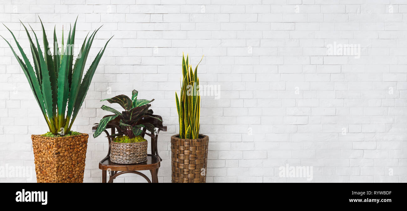 Home greenery concept Stock Photo - Alamy
